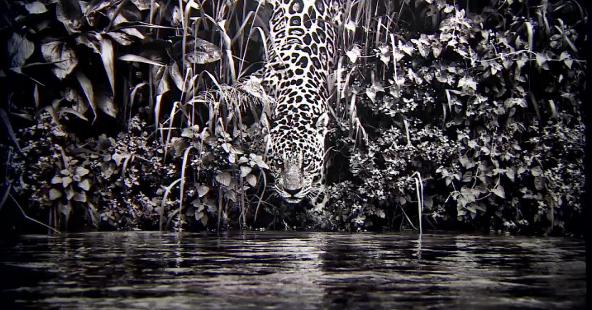 "Acqua mater" Sebastiao Salgado ci ricorda quanto delicato sia il ...