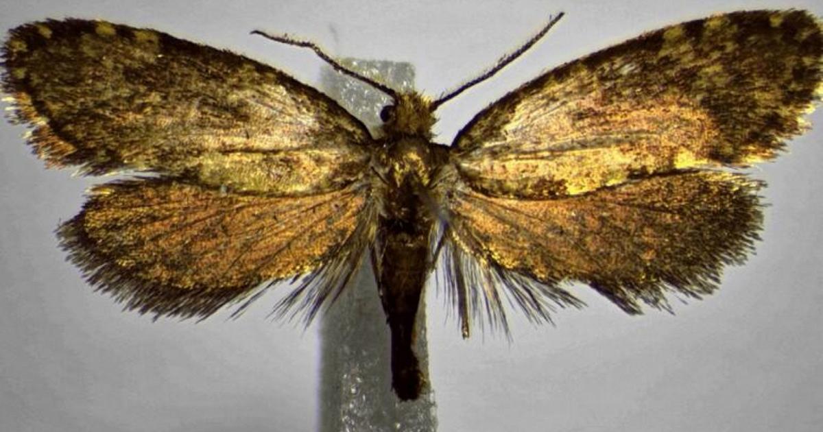 In Calabria scoperta una nuova specie di farfalla dedicata a Regeni